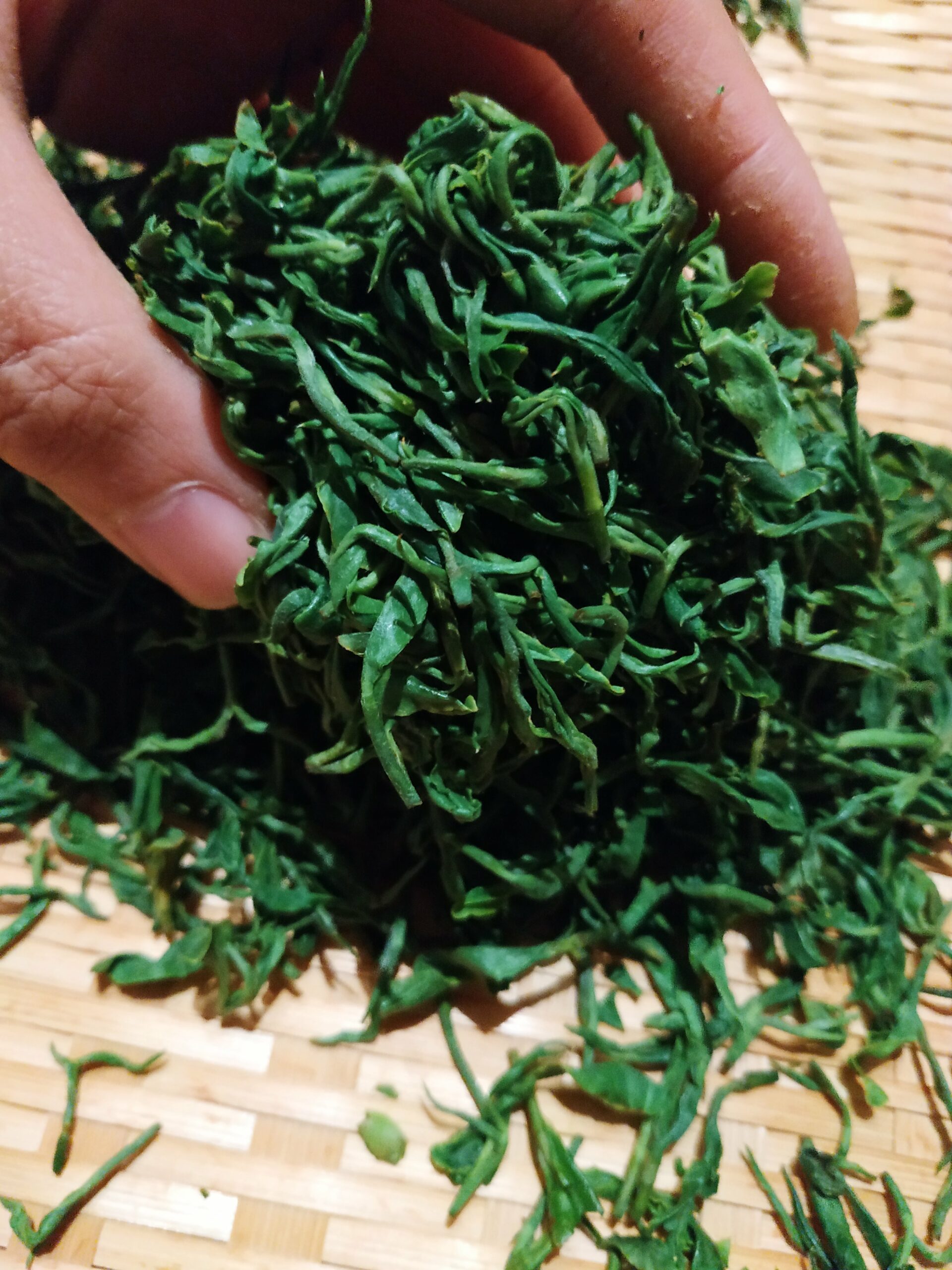 Black Tea Ii Black Tea Processing Technology And Sensory Evaluating